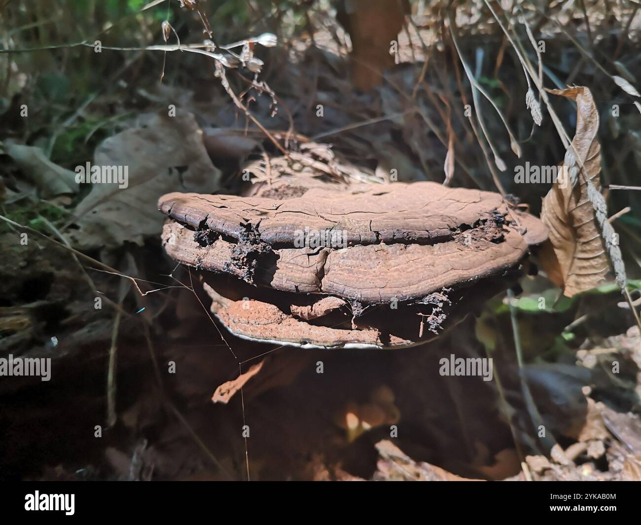 artist's bracket (Ganoderma applanatum Stock Photo - Alamy