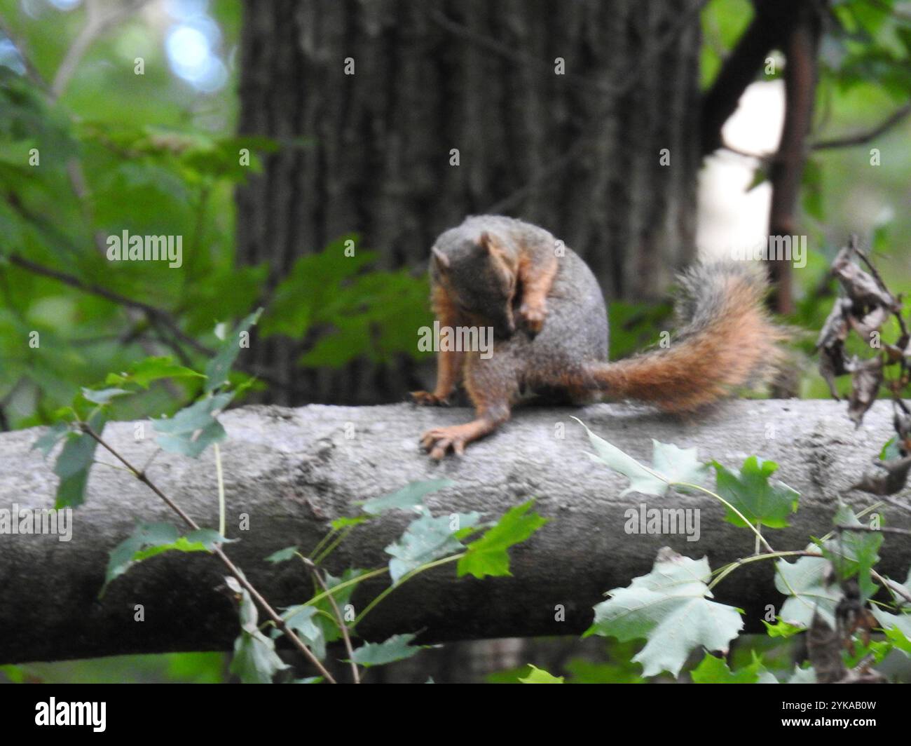 Eastern Fox Squirrel (Sciurus niger Stock Photo - Alamy