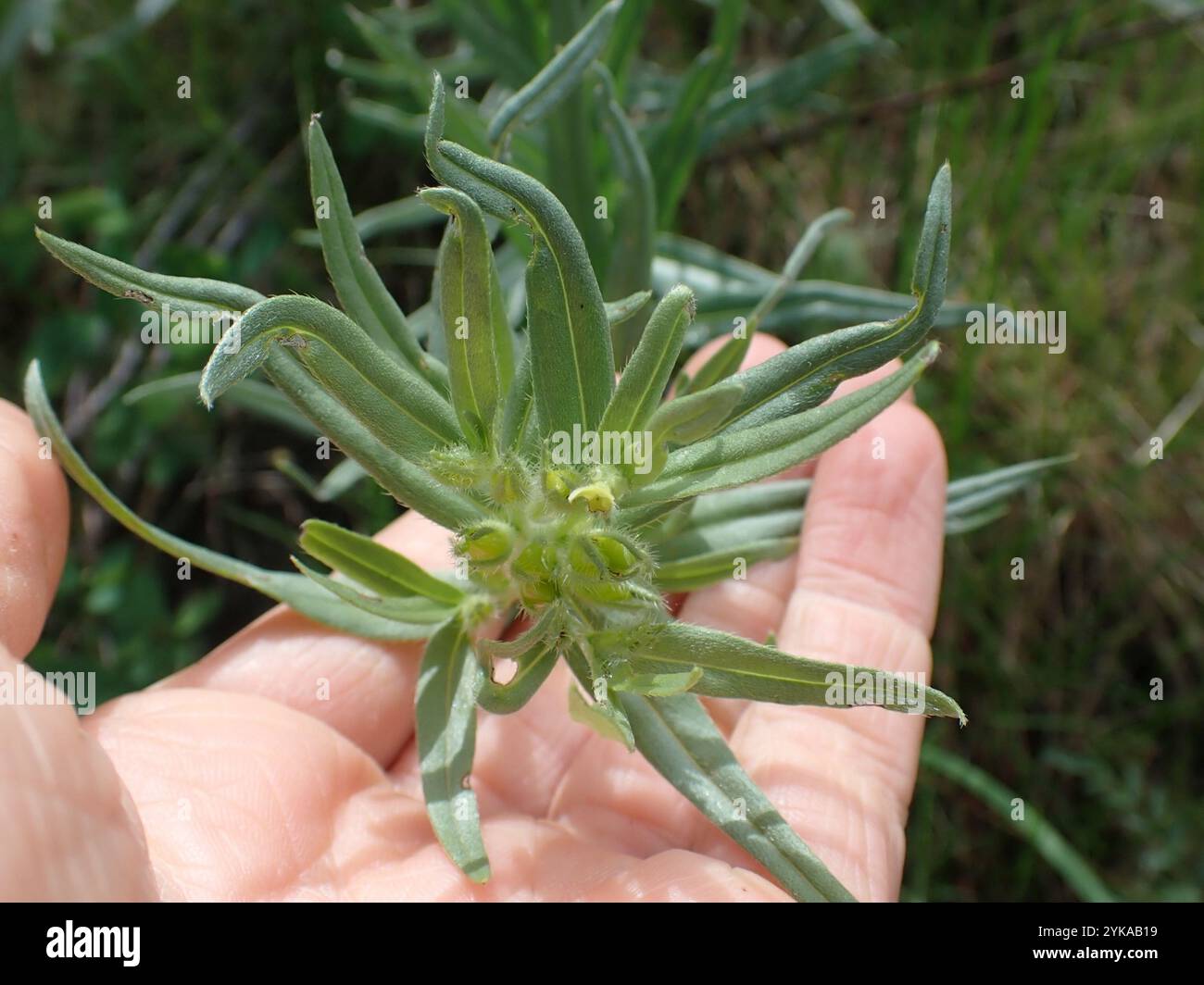stoneseeds, puccoons, and gromwells (Lithospermum Stock Photo - Alamy