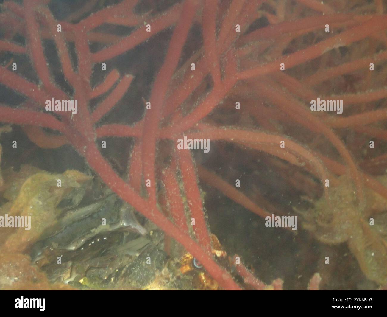 red algae (Rhodophyta Stock Photo - Alamy