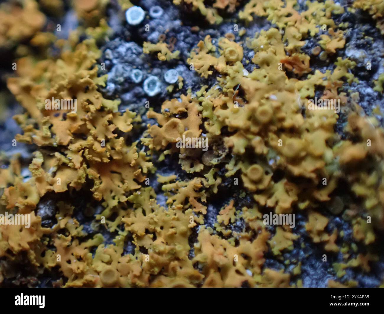 Pin-cushion Sunburst Lichen (Polycauliona polycarpa Stock Photo - Alamy