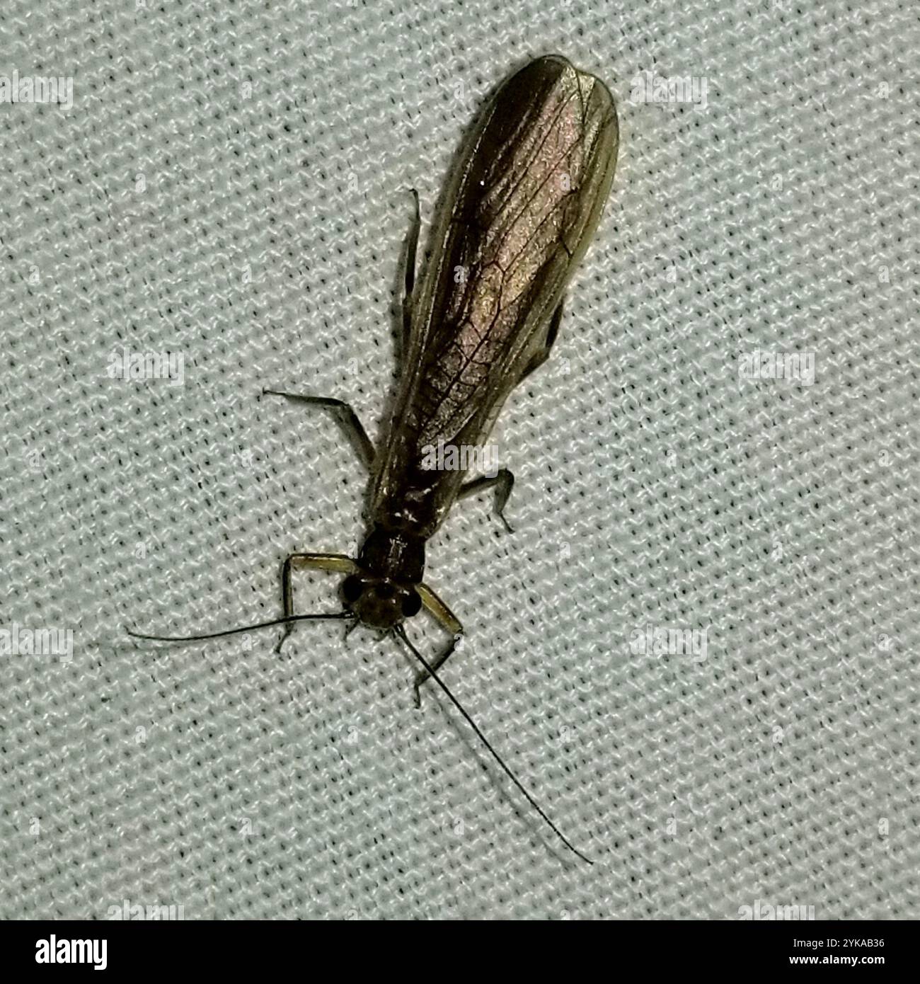 Common Stoneflies (Perlidae Stock Photo - Alamy