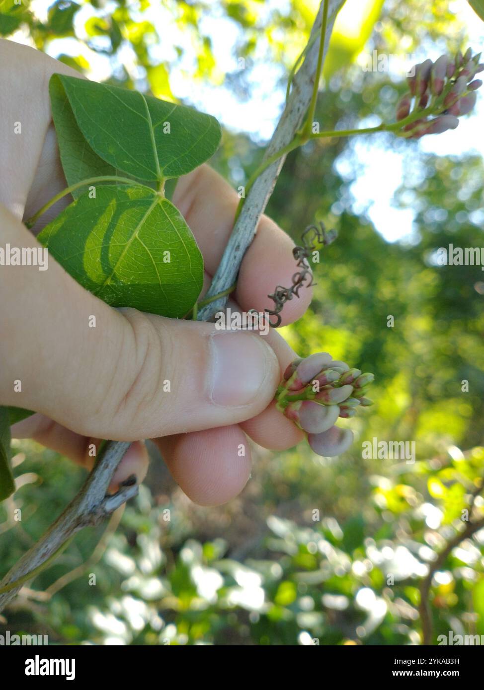American groundnut (Apios americana Stock Photo - Alamy