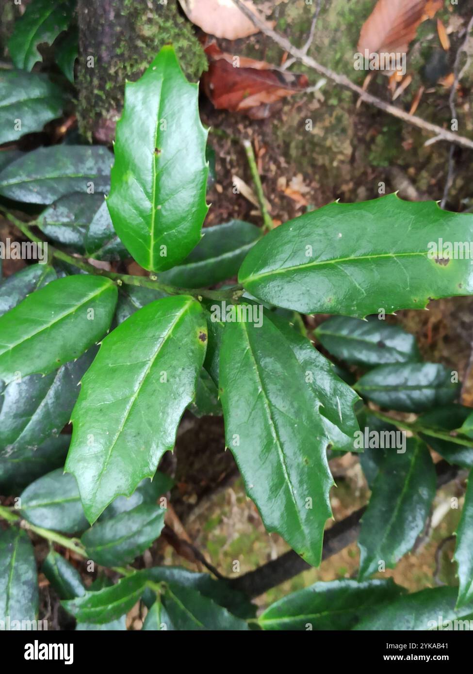 Black Sea Holly (Ilex colchica Stock Photo - Alamy