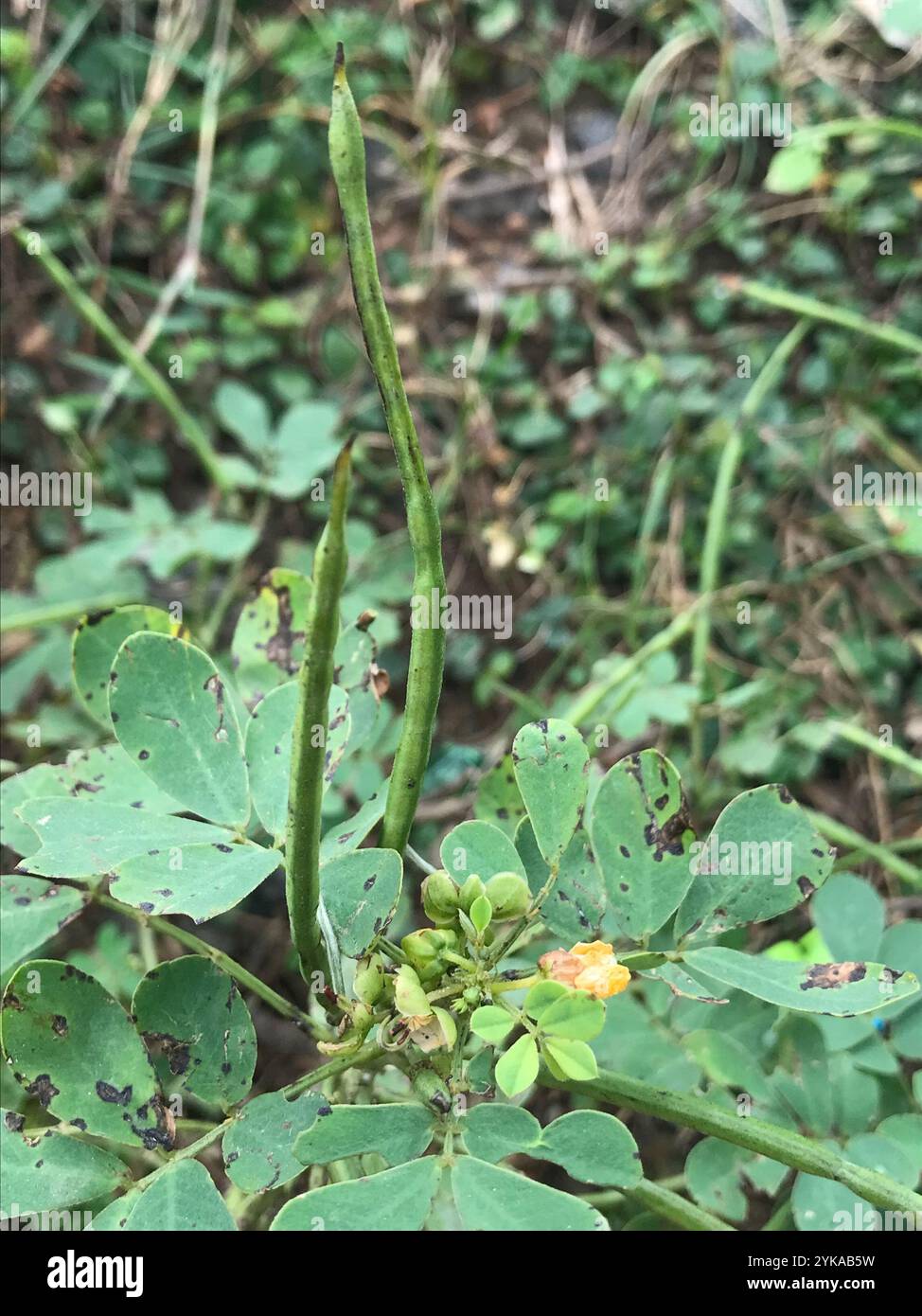 American Sicklepod (Senna obtusifolia Stock Photo - Alamy