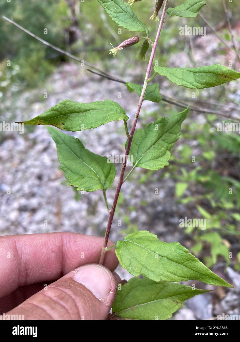 stinking brickellbush (Brickellia rusbyi Stock Photo - Alamy