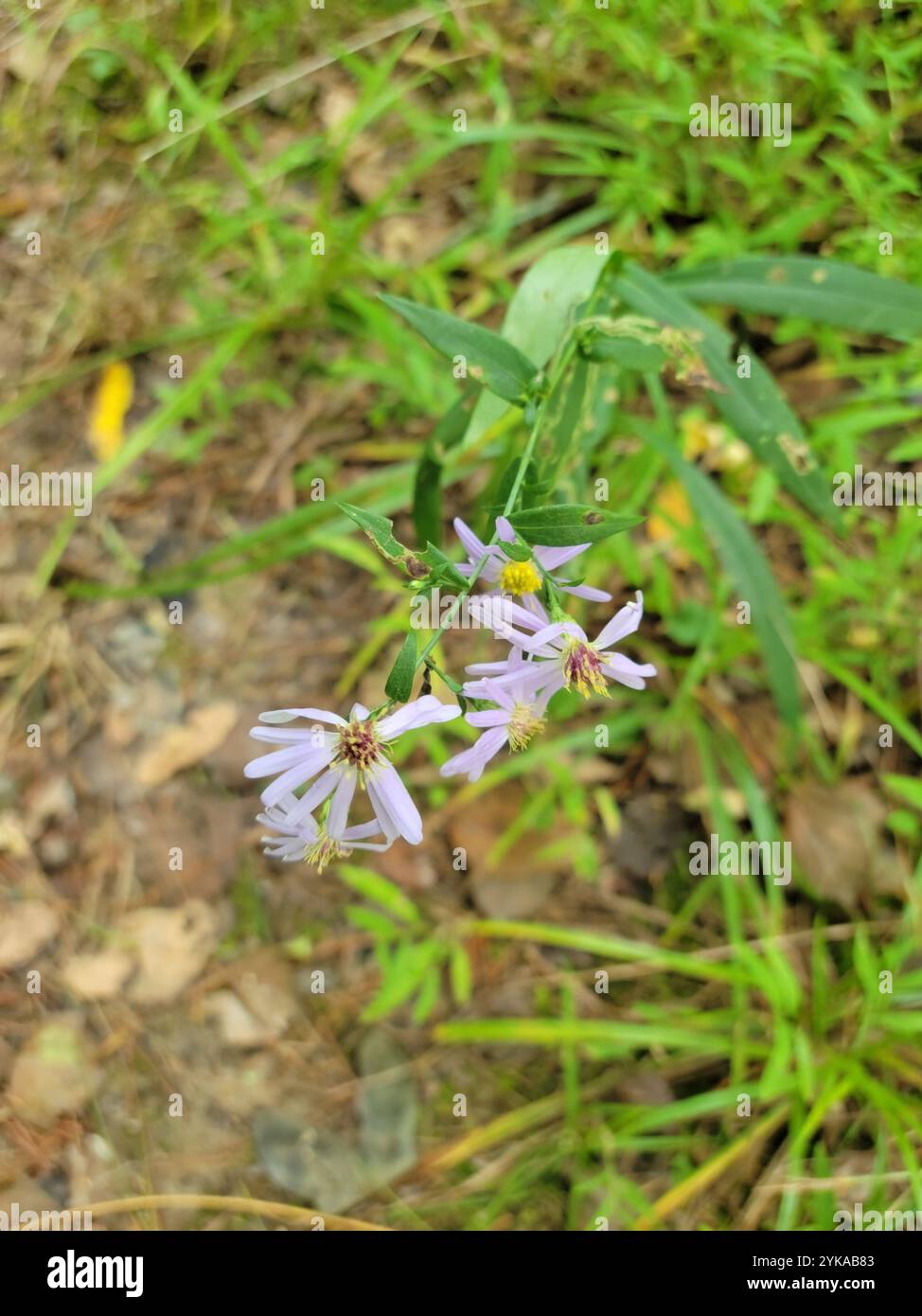 American asters (Symphyotrichum Stock Photo - Alamy