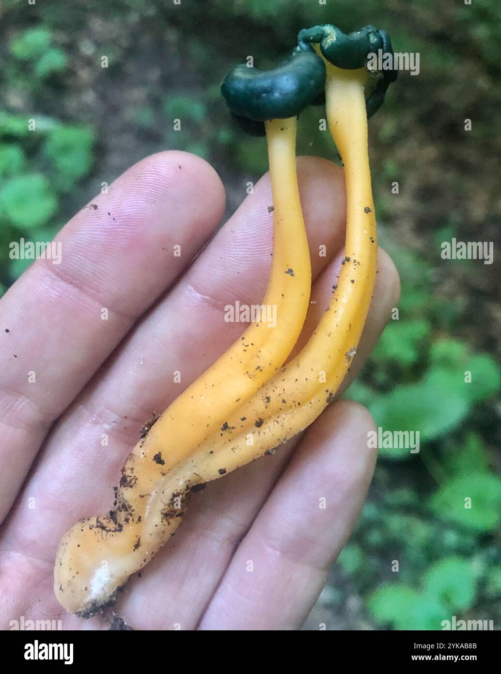 Chicken Lips (Leotia viscosa Stock Photo - Alamy