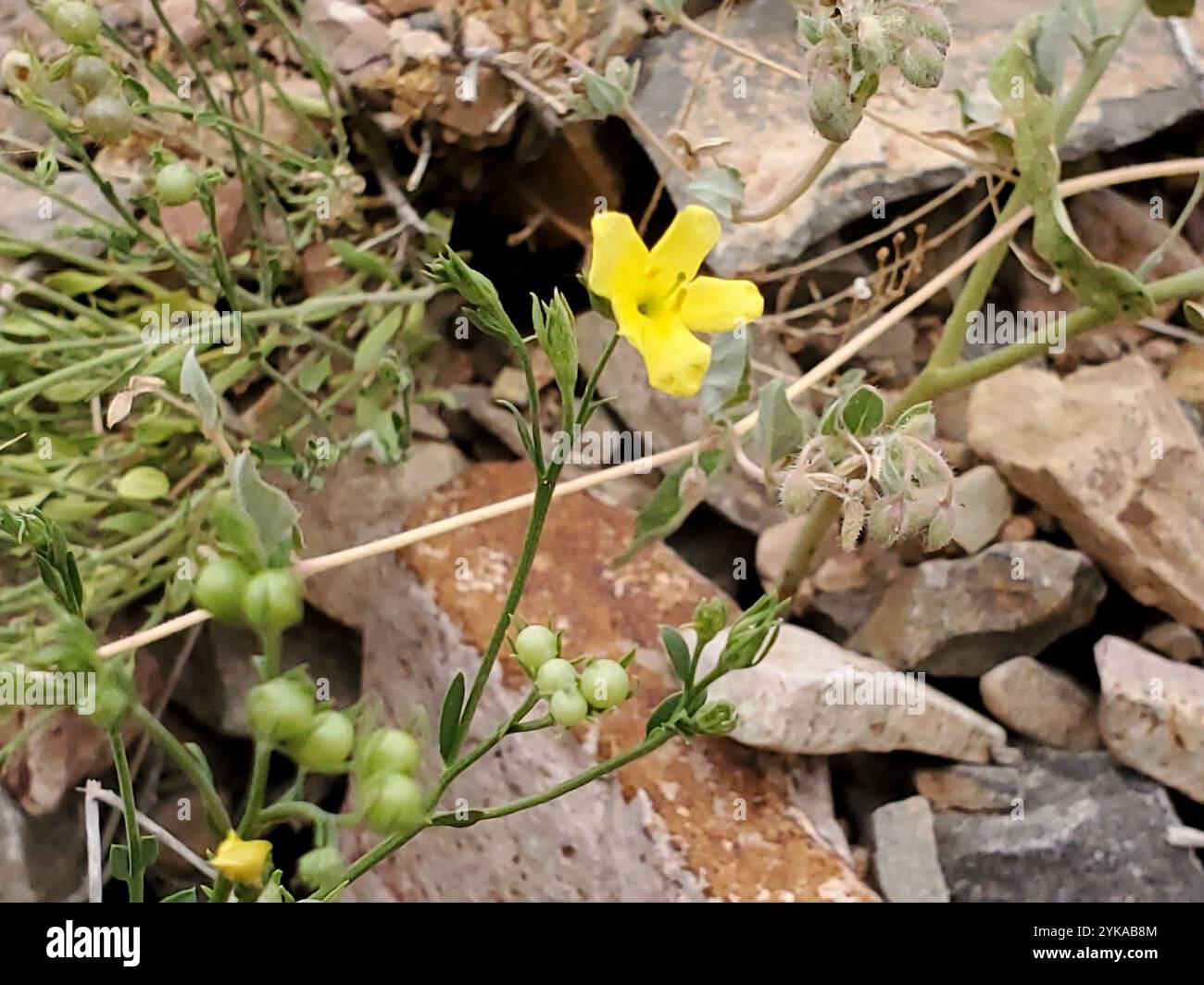 rough menodora (Menodora scabra Stock Photo - Alamy