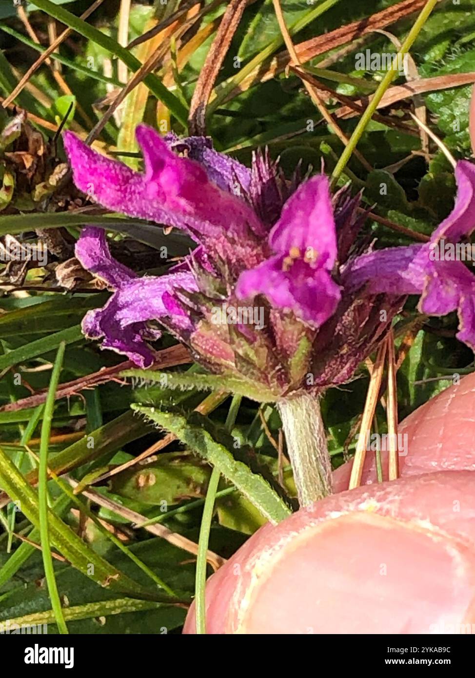 common hedge-nettle (Betonica officinalis Stock Photo - Alamy