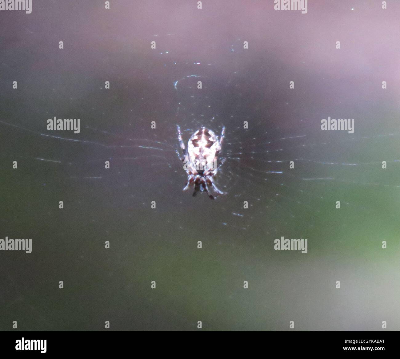 Conical Trashline Orbweaver (Cyclosa conica Stock Photo - Alamy