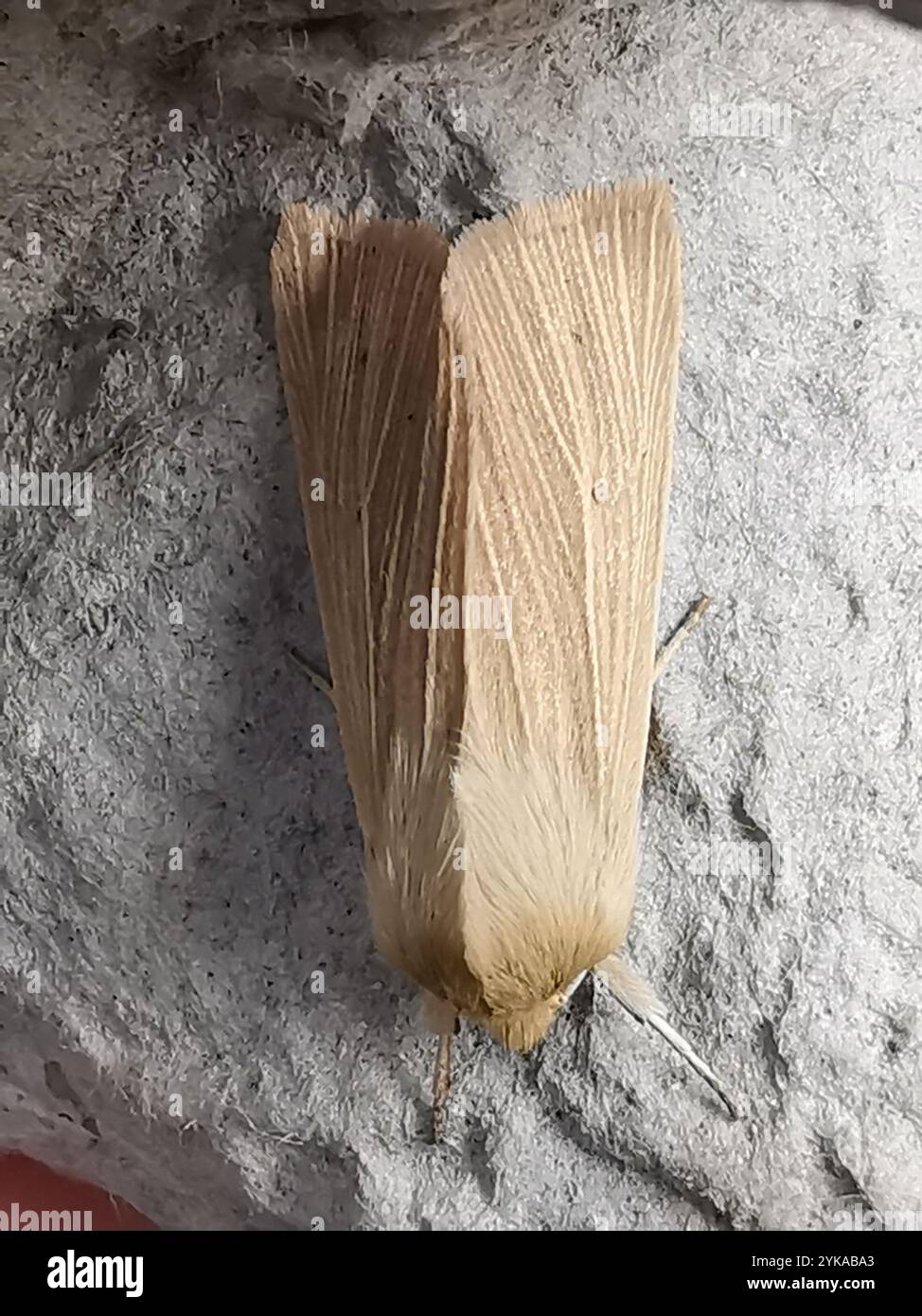Common Wainscot (Mythimna pallens Stock Photo - Alamy