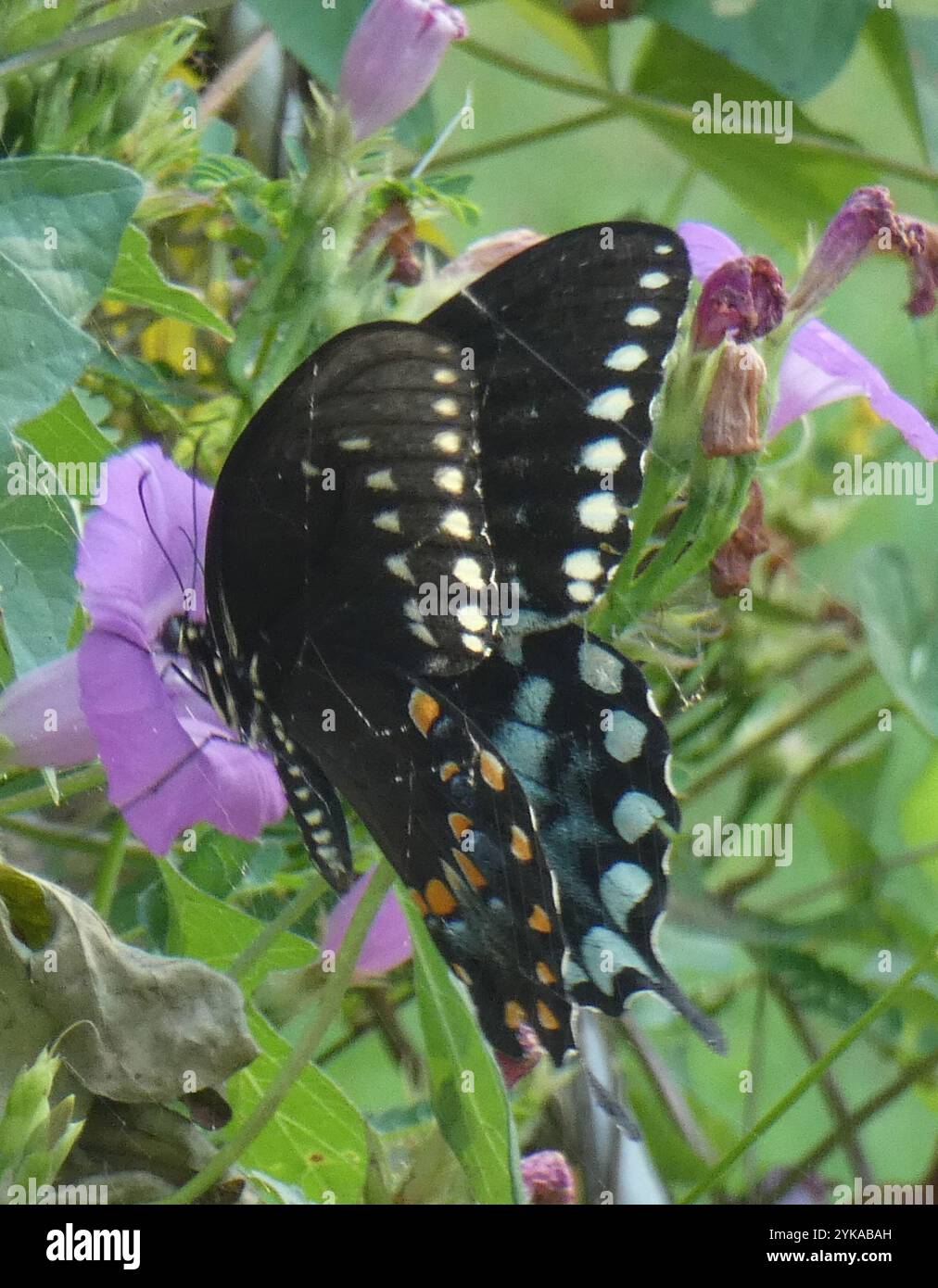 Spicebush Swallowtail (Papilio troilus Stock Photo - Alamy