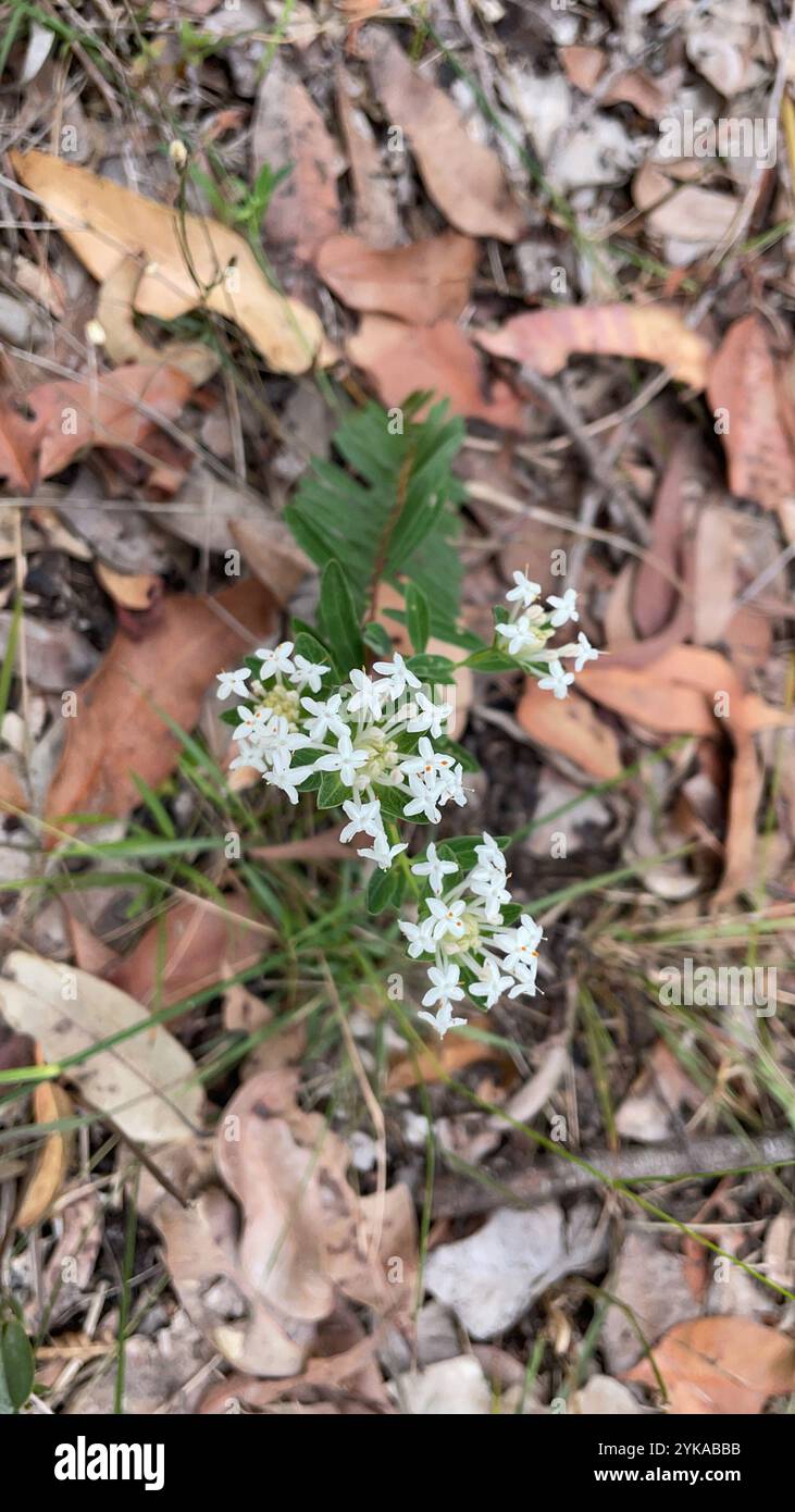 Queen of the Bush (Pimelea linifolia Stock Photo - Alamy