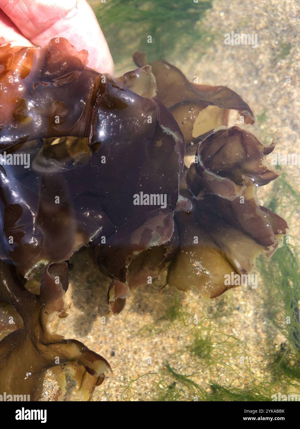 Pyropia hi-res stock photography and images - Alamy