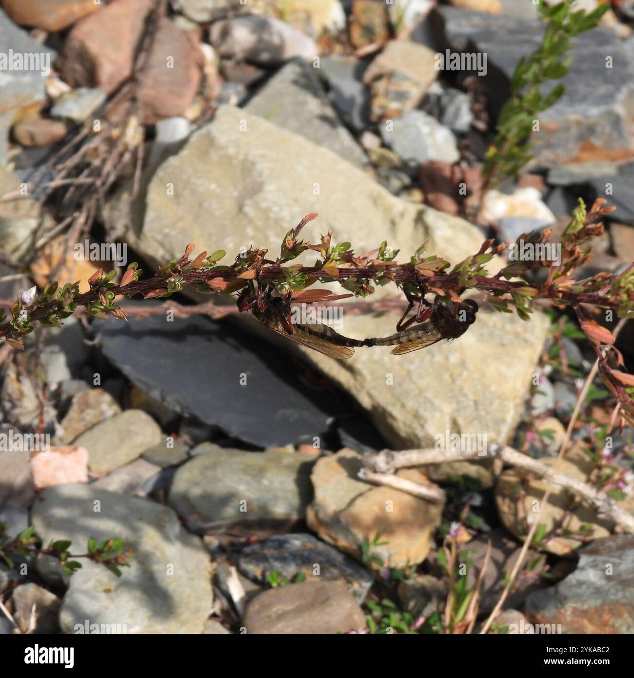 Maroon-legged Lion Fly (Promachus hinei Stock Photo - Alamy
