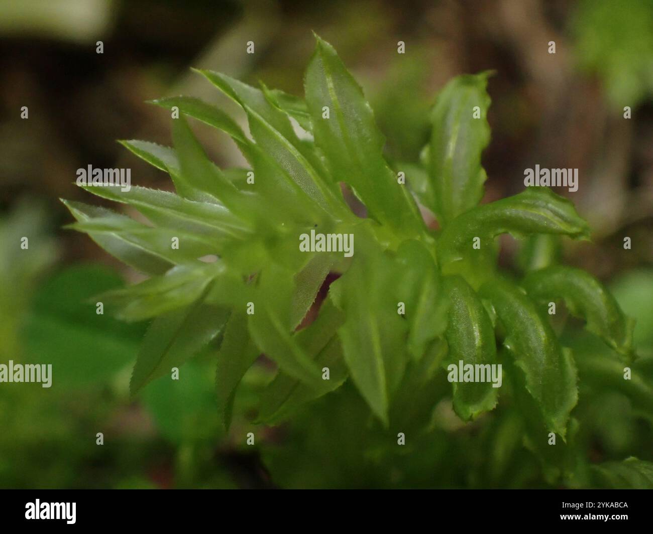 Thyme and Allied Mosses (Plagiomnium Stock Photo - Alamy