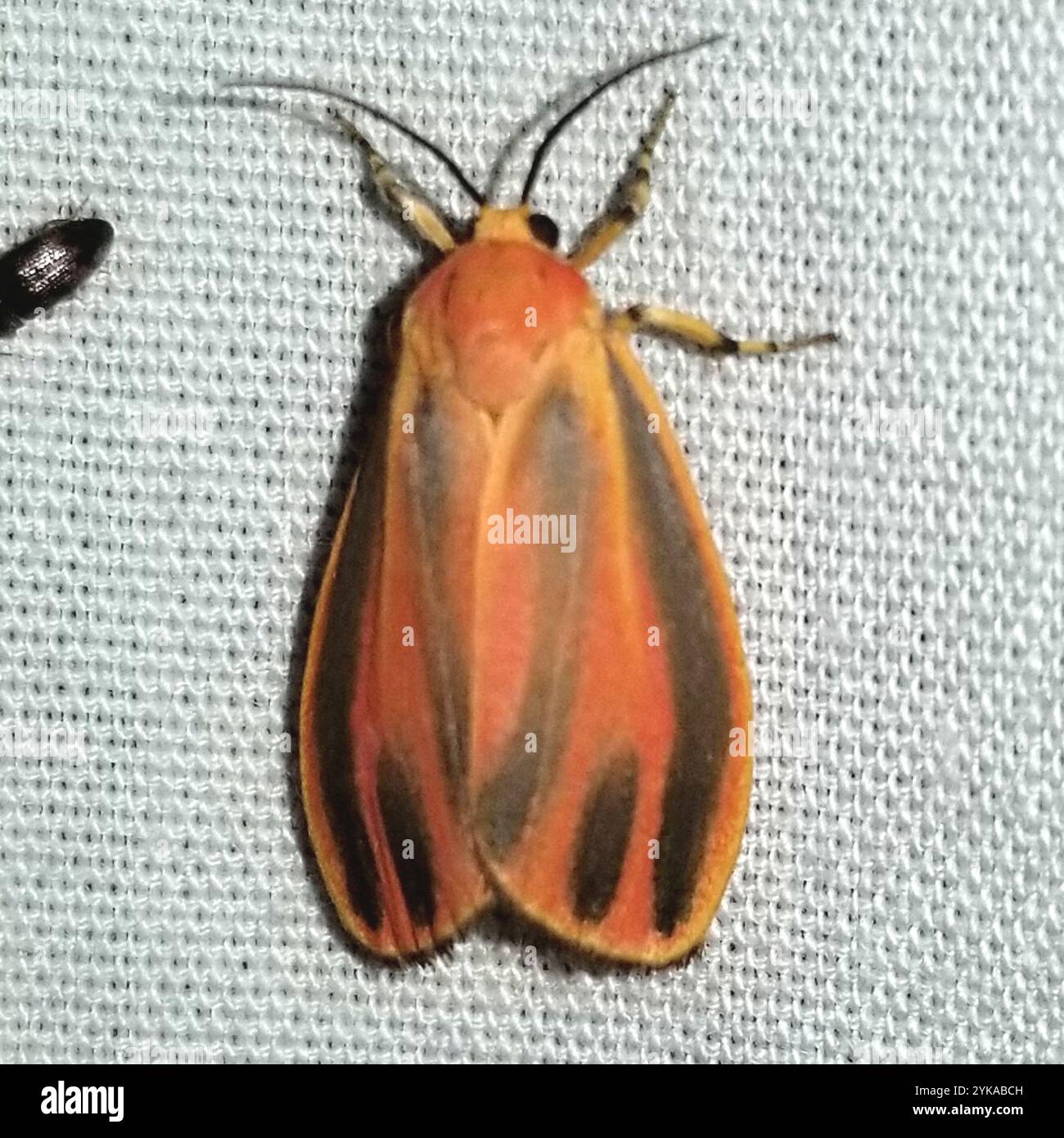 Painted Lichen Moth (Hypoprepia fucosa Stock Photo - Alamy