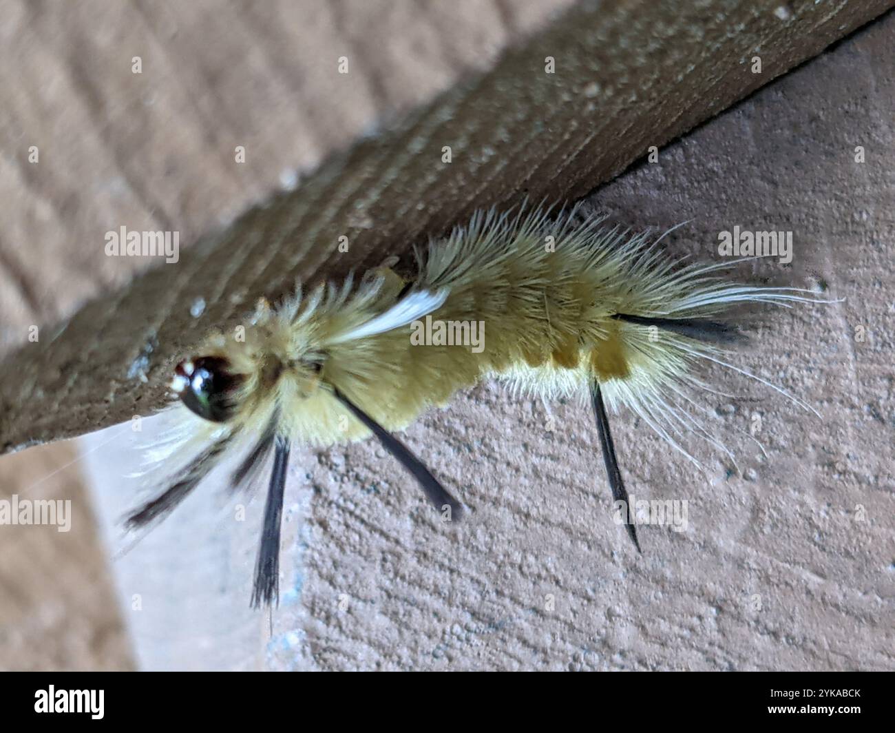 Banded tussock moth hi-res stock photography and images - Alamy