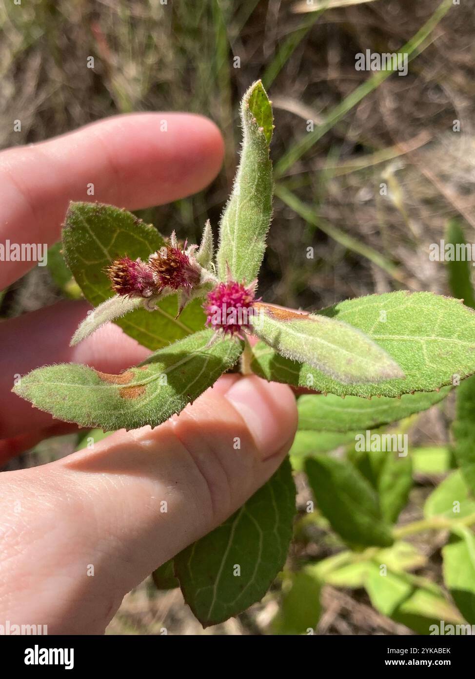 Rosy Camphorweed (Pluchea baccharis Stock Photo - Alamy