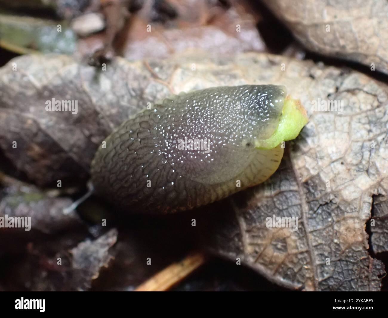 Common Land Snails and Slugs (Stylommatophora Stock Photo - Alamy