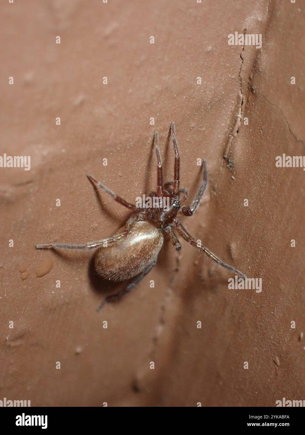 Typical Spiders (Araneomorphae Stock Photo - Alamy
