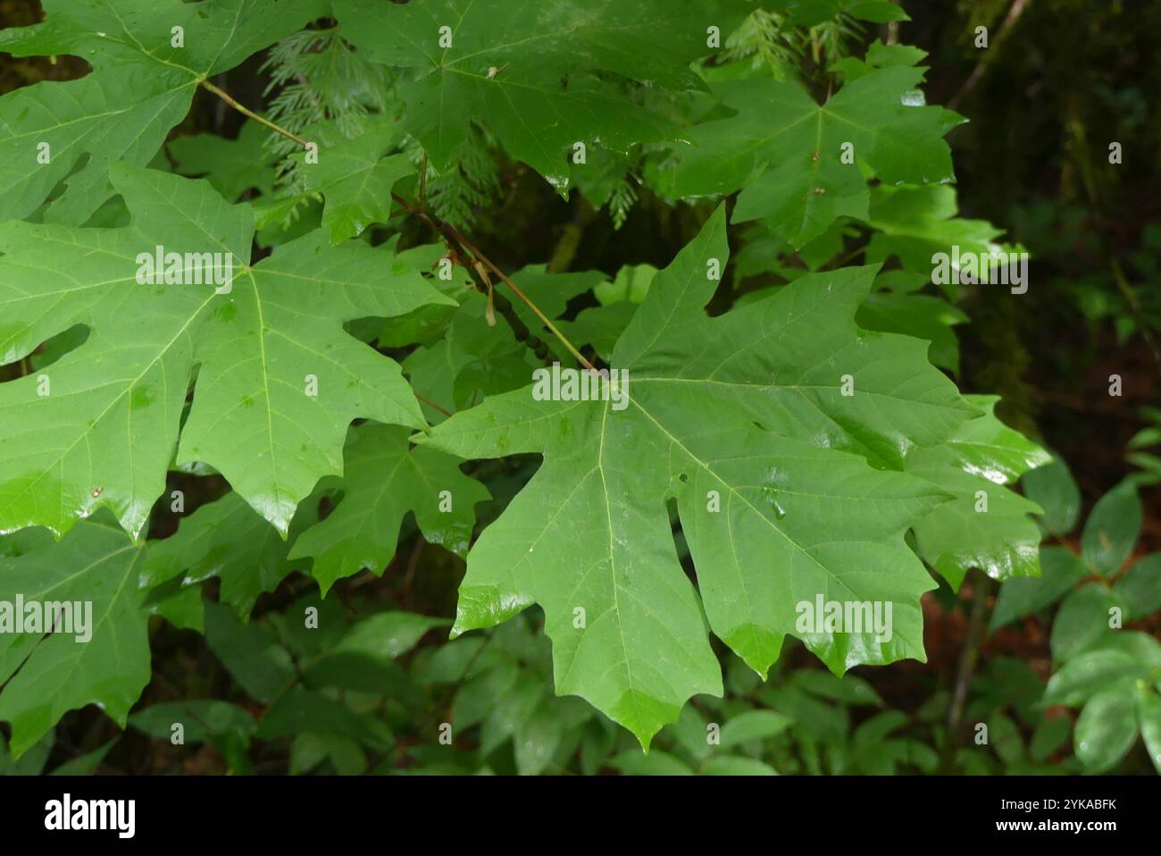 bigleaf maple (Acer macrophyllum Stock Photo - Alamy