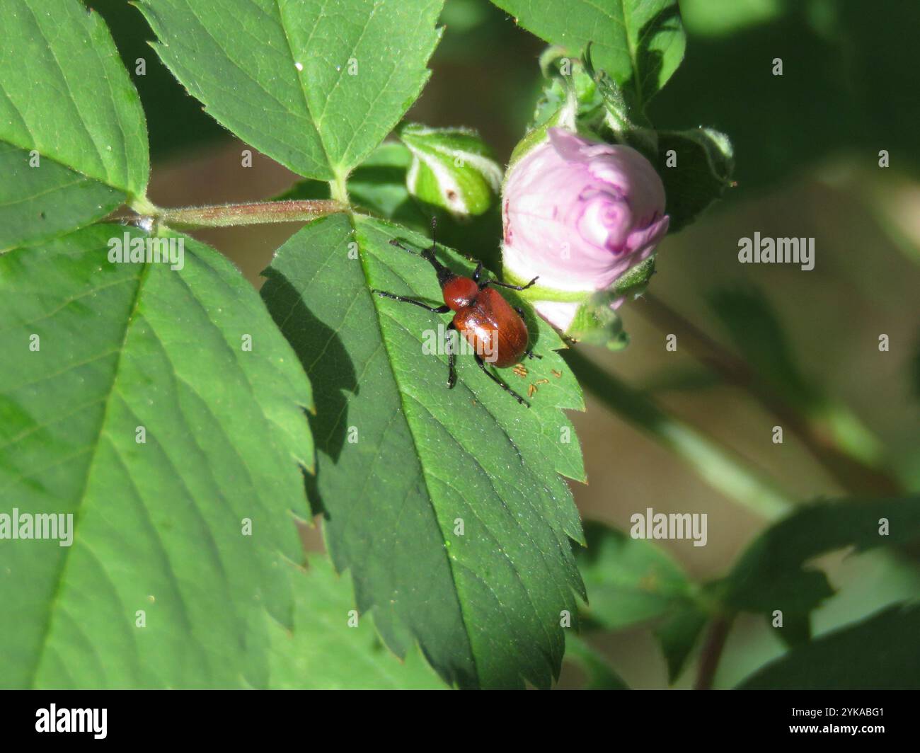 Merhynchites wickhami hi-res stock photography and images - Alamy