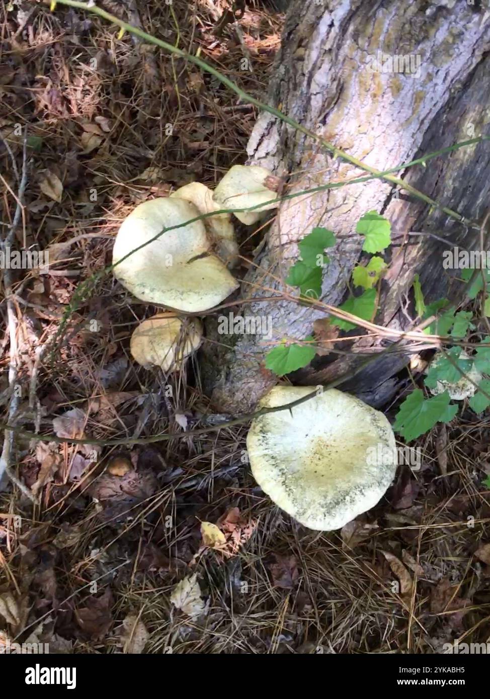 Lynx Paw Oyster (Pleurotus levis Stock Photo - Alamy