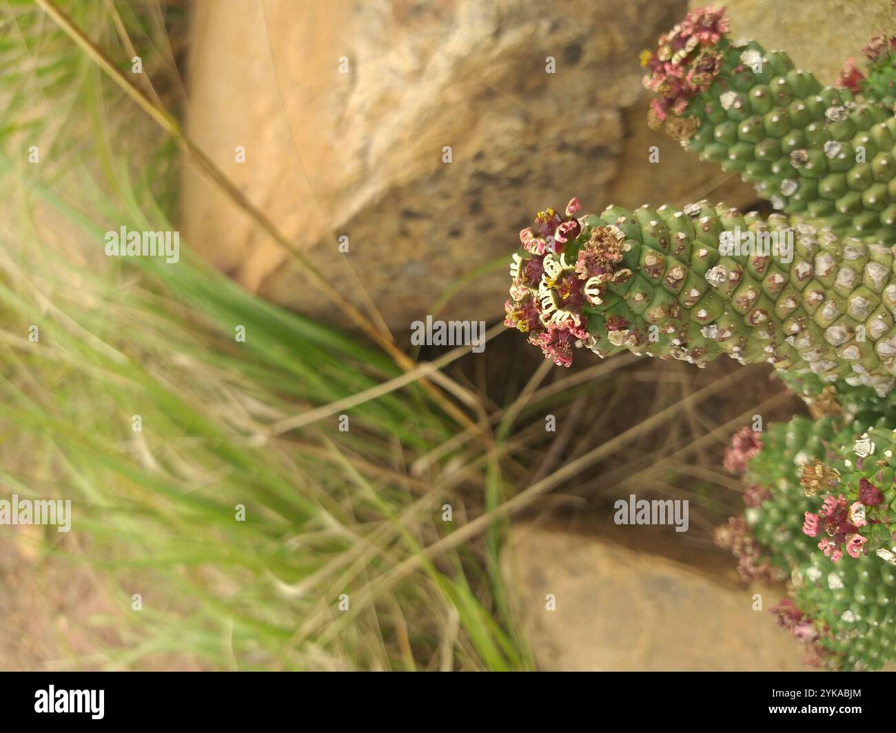 Euphorbia medusa's head hi-res stock photography and images - Alamy
