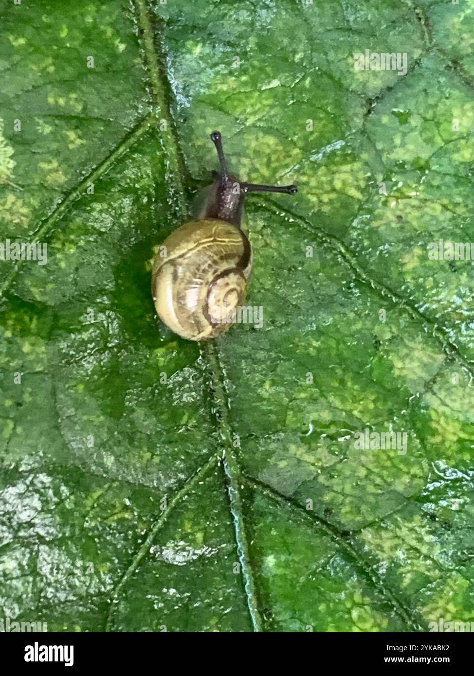 Kentish Snail (Monacha cantiana Stock Photo - Alamy