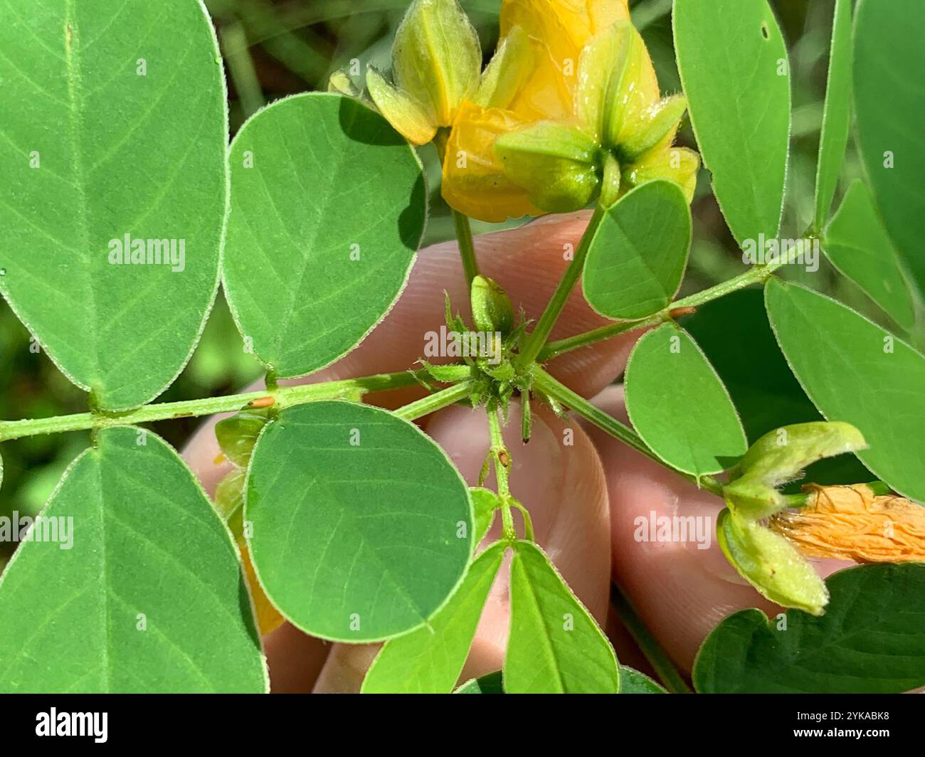 American Sicklepod (Senna obtusifolia Stock Photo - Alamy