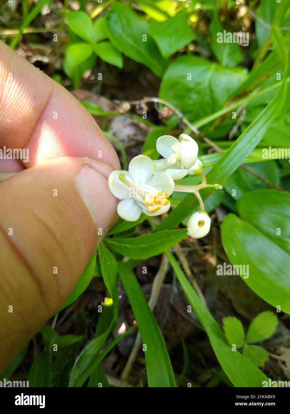 shinleaf (Pyrola elliptica Stock Photo - Alamy