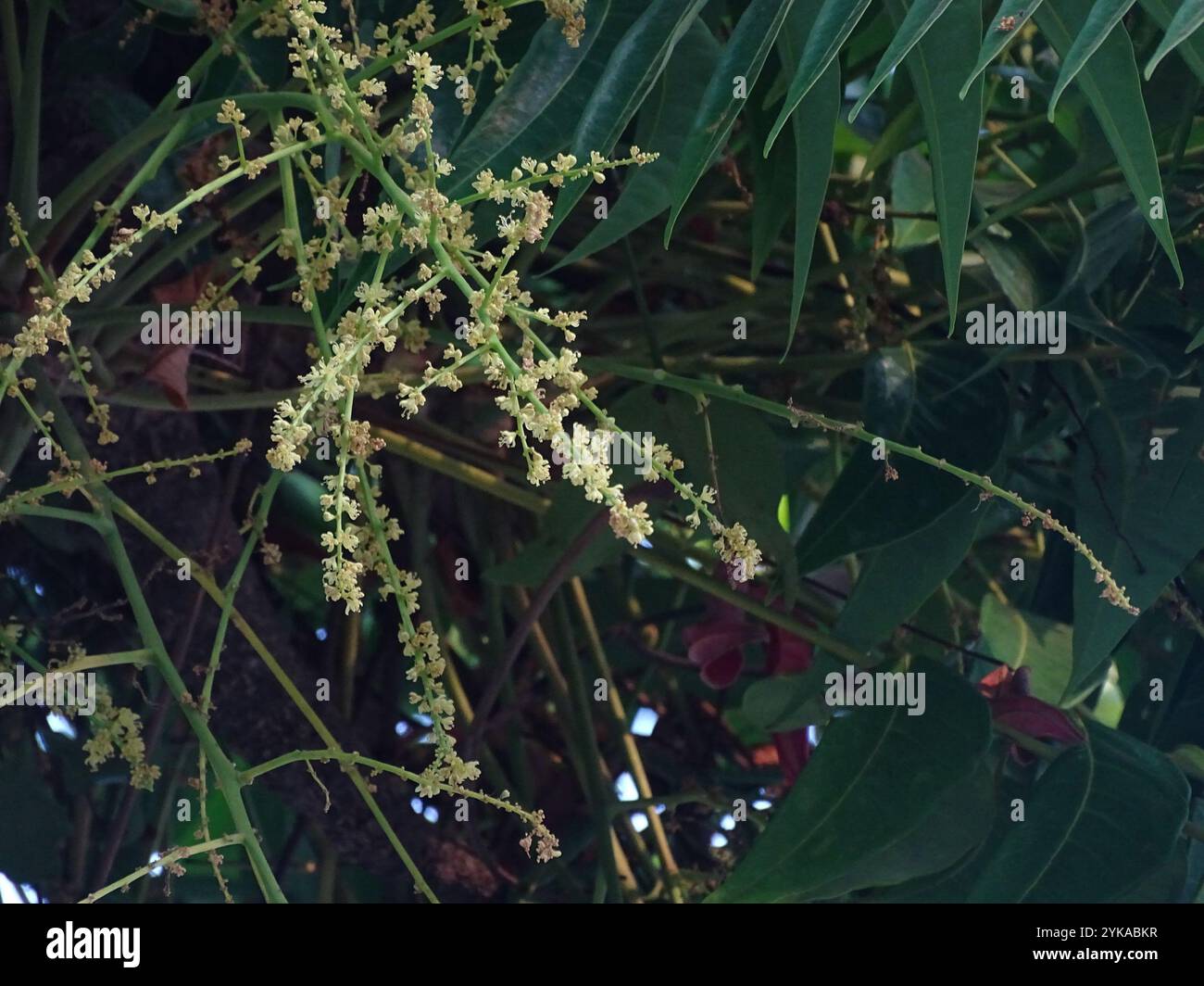 Ferntop Ash (Ailanthus triphysa Stock Photo - Alamy
