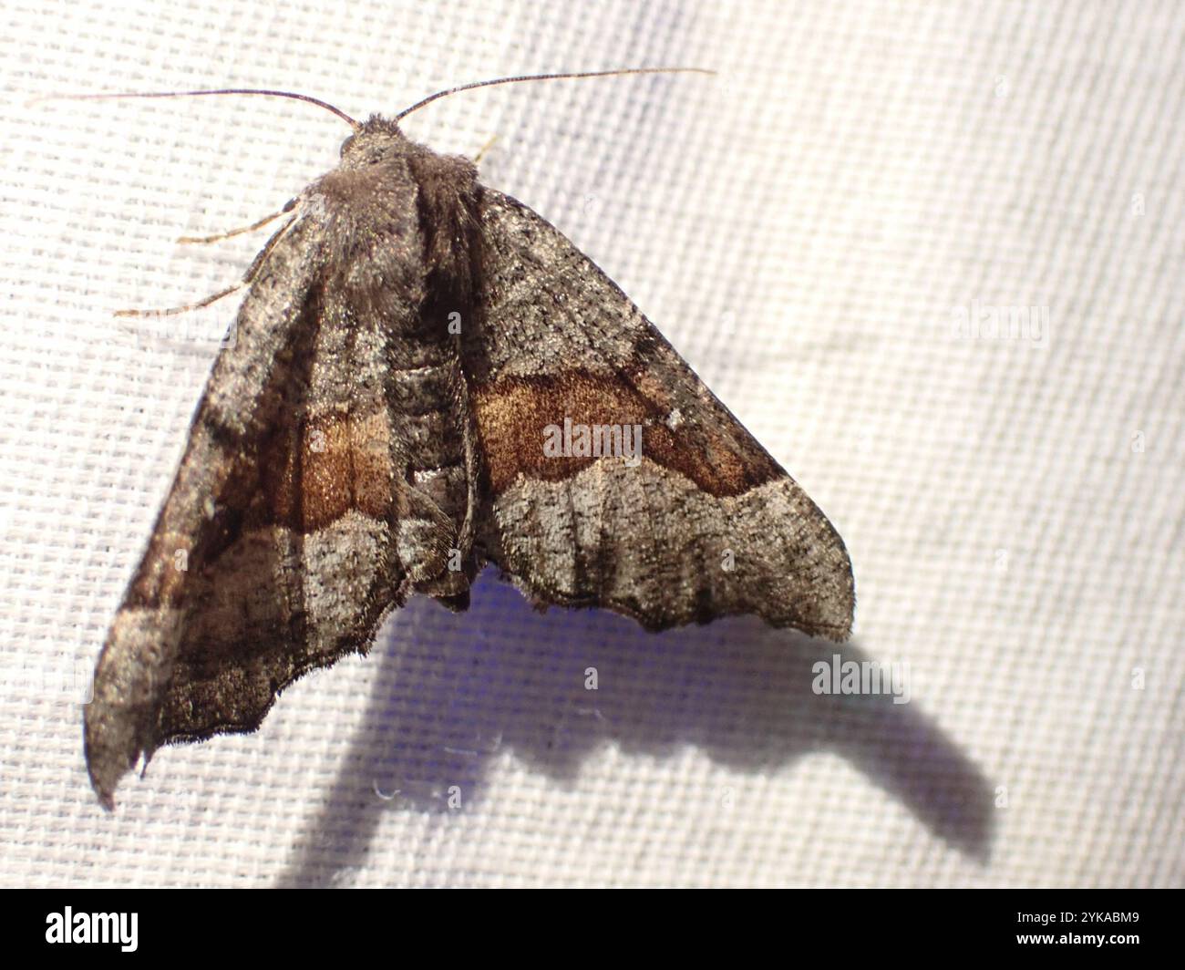 Behr's Pero Moth (Pero behrensaria Stock Photo - Alamy