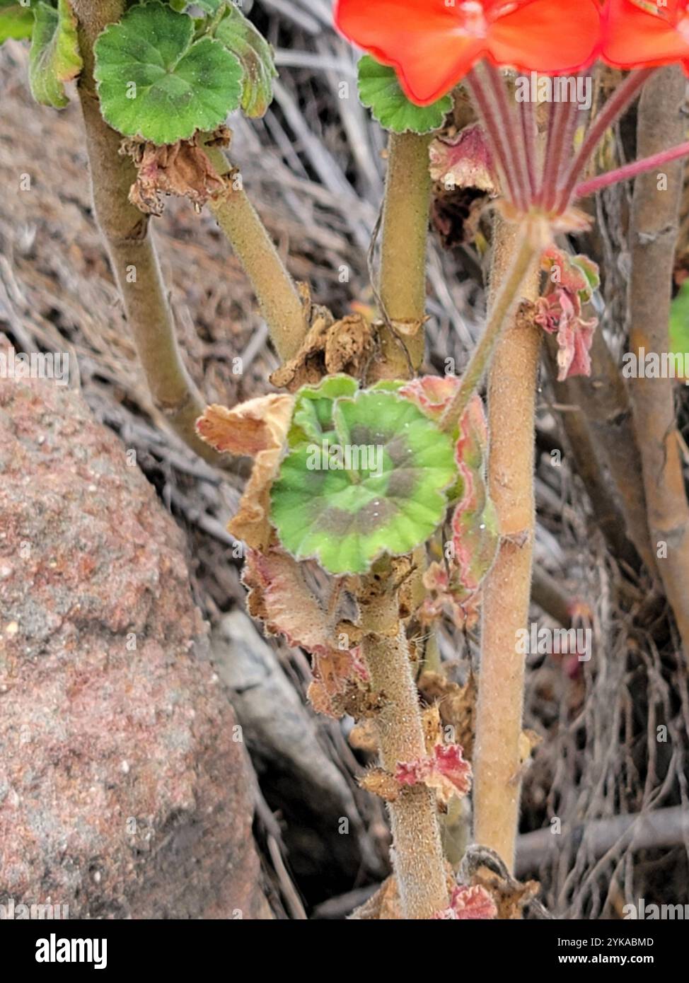 garden geranium (Pelargonium × hybridum Stock Photo - Alamy