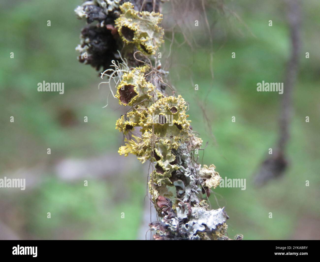 Brown-eyed Sunshine Lichen (Vulpicida canadensis Stock Photo - Alamy