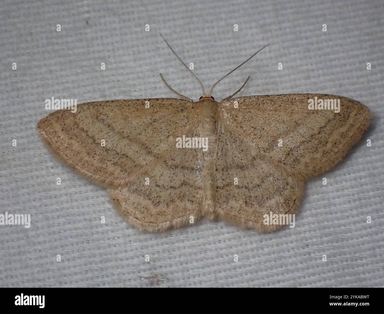 Waves and mochas hi-res stock photography and images - Alamy