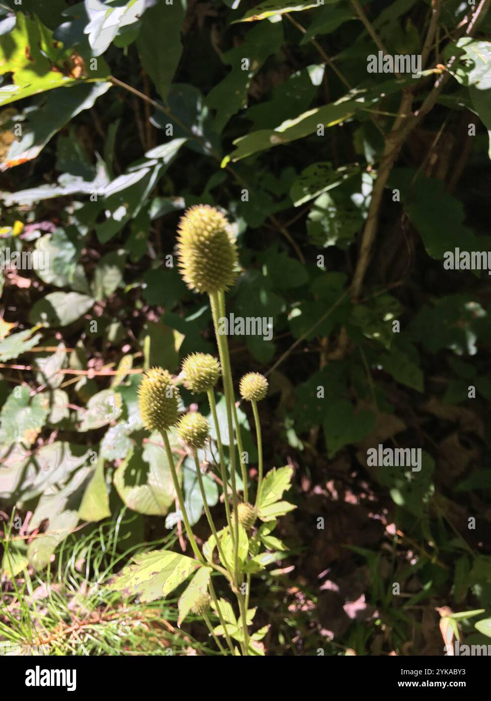 tall thimbleweed (Anemone virginiana Stock Photo - Alamy