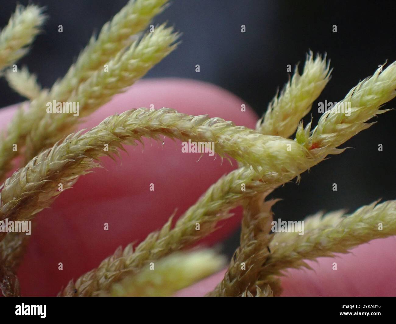 Pendulous Wing-moss (Antitrichia curtipendula Stock Photo - Alamy