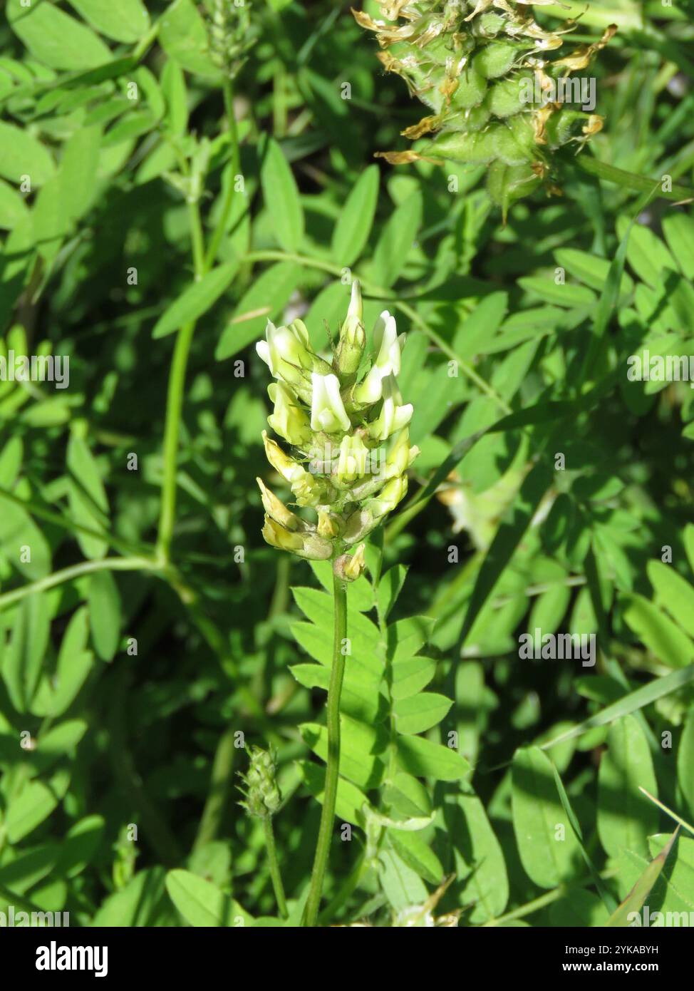 Chickpea Milkvetch (Astragalus cicer Stock Photo - Alamy