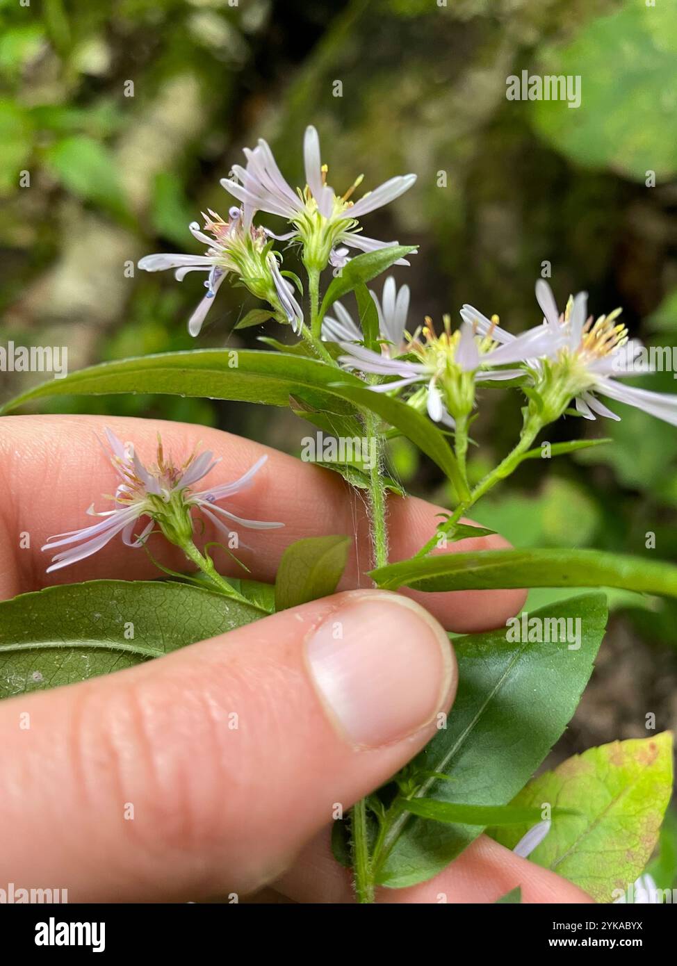 swamp aster (Symphyotrichum puniceum Stock Photo - Alamy