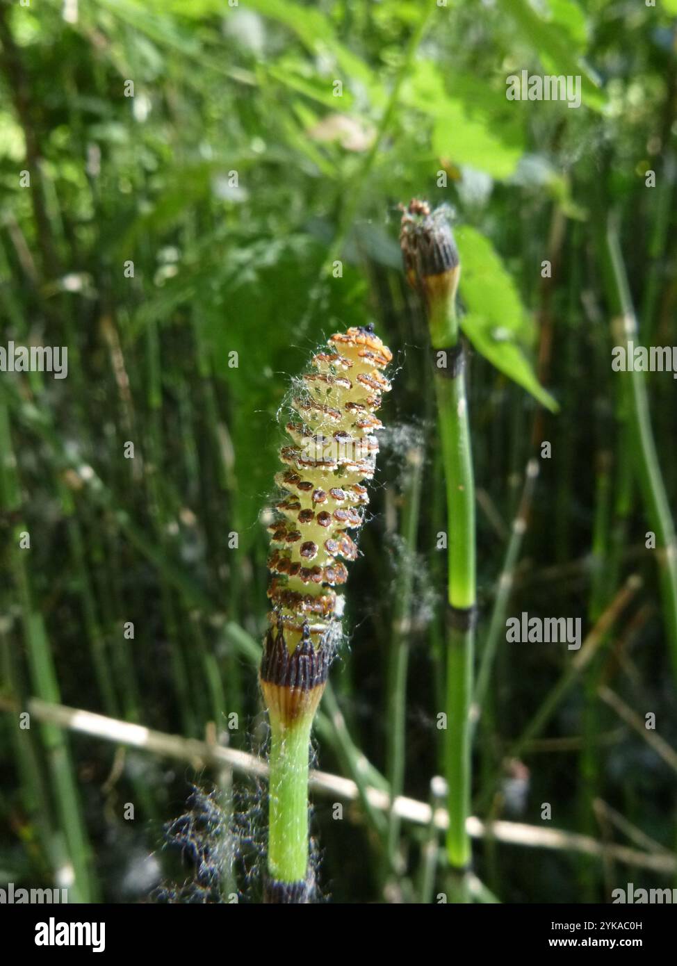 rough horsetail (Equisetum hyemale Stock Photo - Alamy