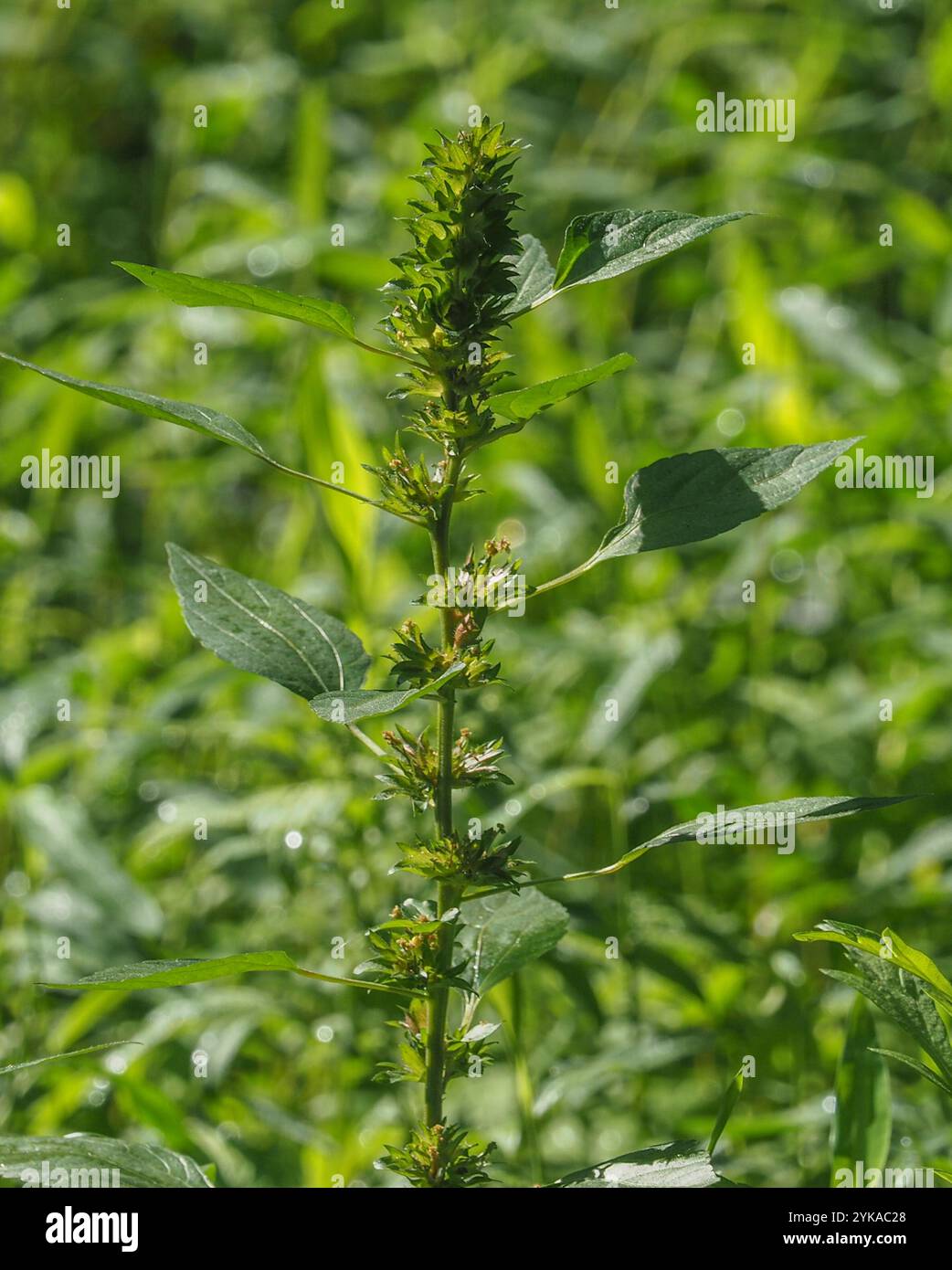 three-seeded mercuries (Acalypha Stock Photo - Alamy