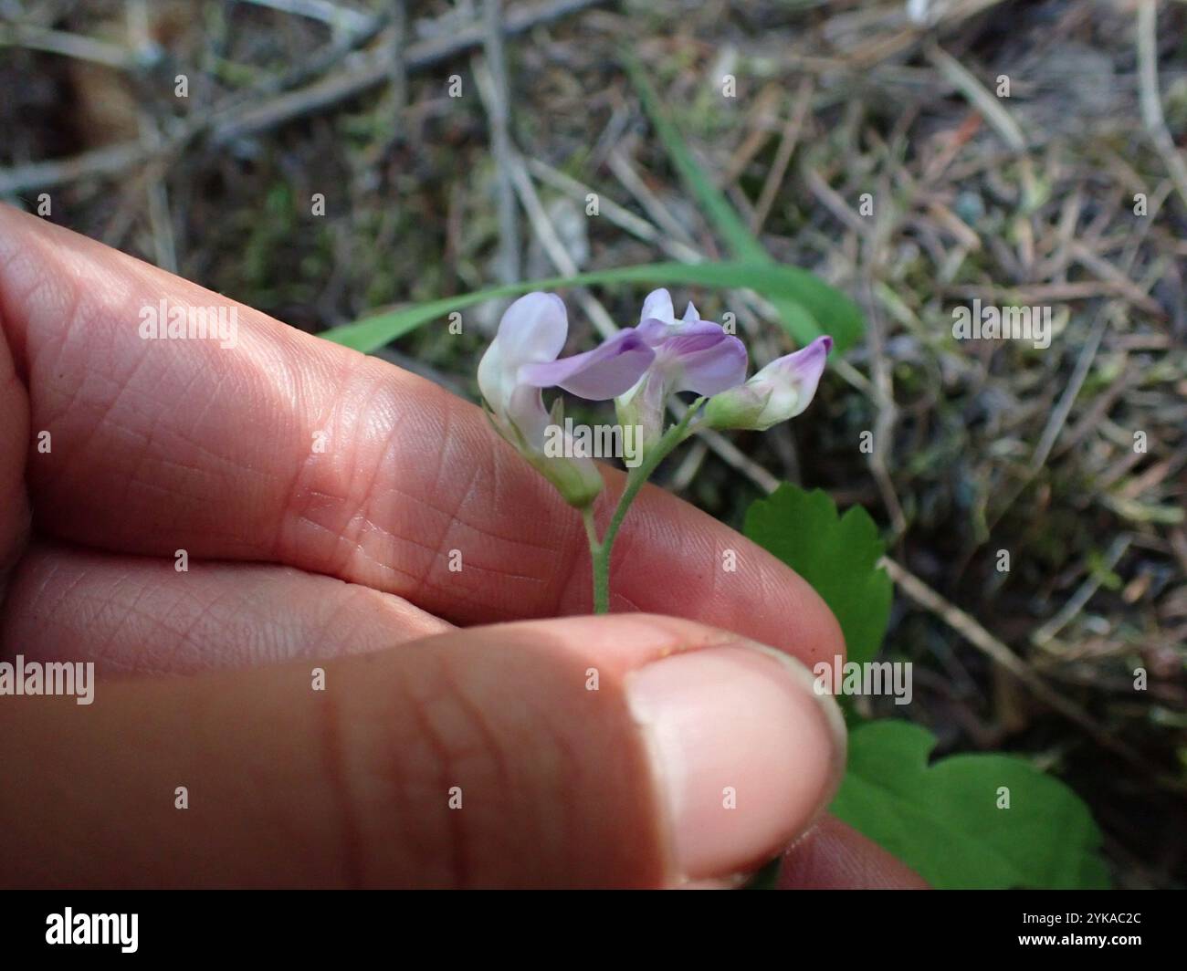 Sierra Nevada Peavine (Lathyrus nevadensis Stock Photo - Alamy
