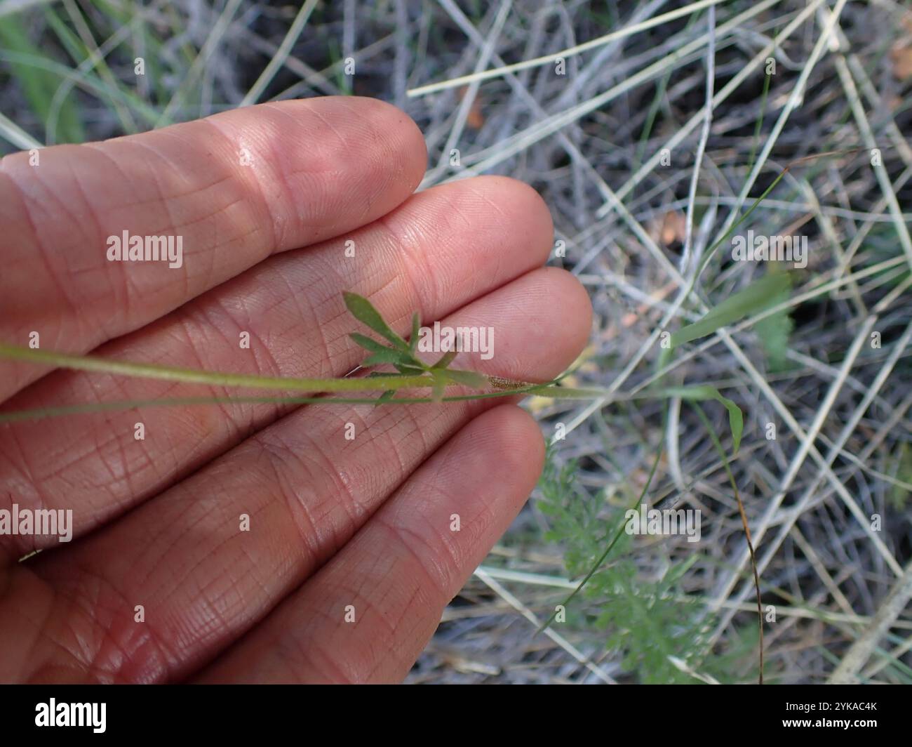 smallflower woodland star (Lithophragma parviflorum Stock Photo - Alamy