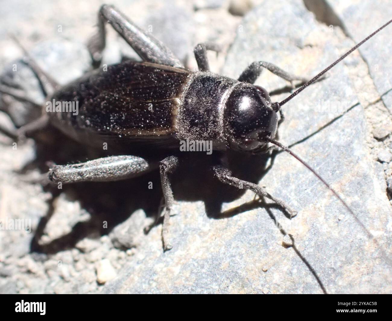Spring Field Cricket (Gryllus veletis Stock Photo - Alamy