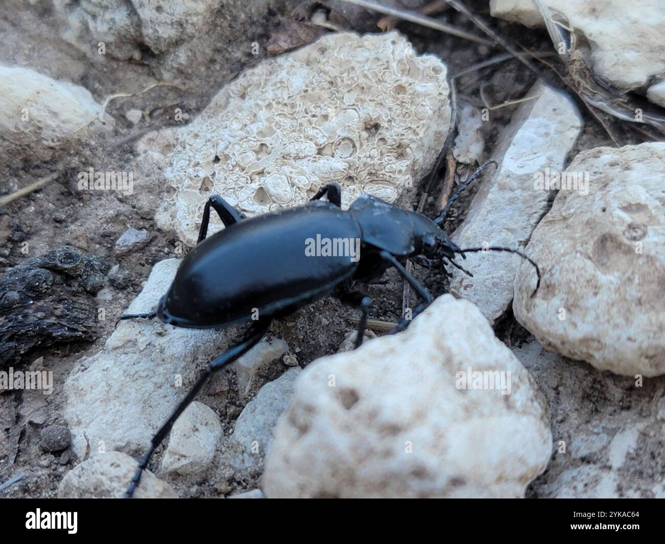 Caterpillar-hunter Beetles (Calosoma Stock Photo - Alamy