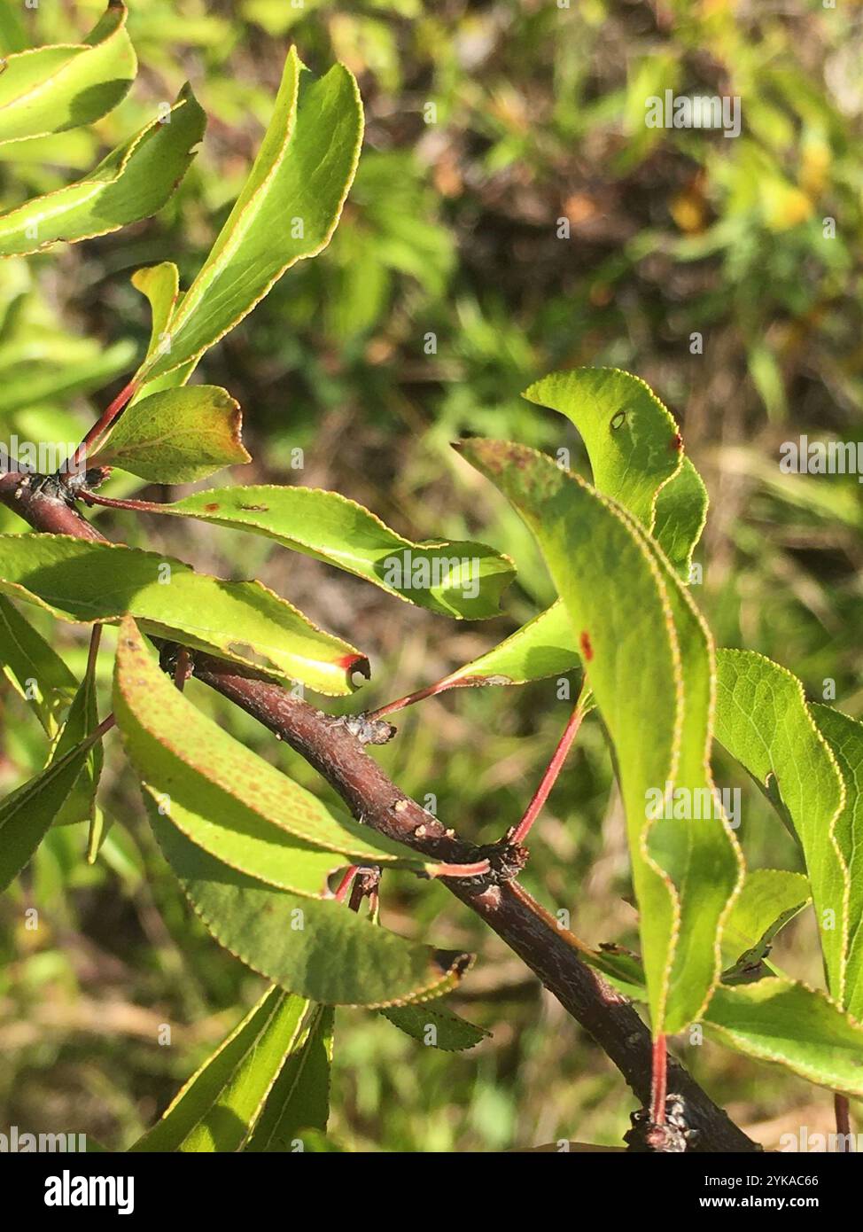 Chickasaw plum (Prunus angustifolia Stock Photo - Alamy