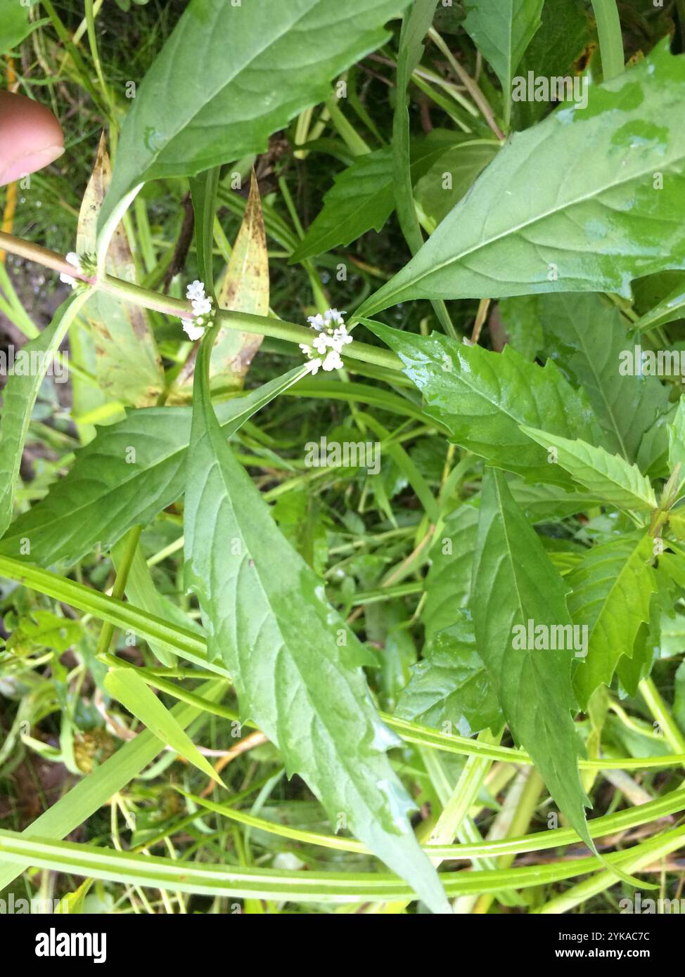 northern bugleweed (Lycopus uniflorus Stock Photo - Alamy
